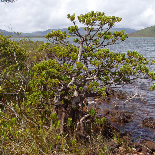 Bois Bouchon (Retrophyllum Minus) Plant Care & How to Grow, Water