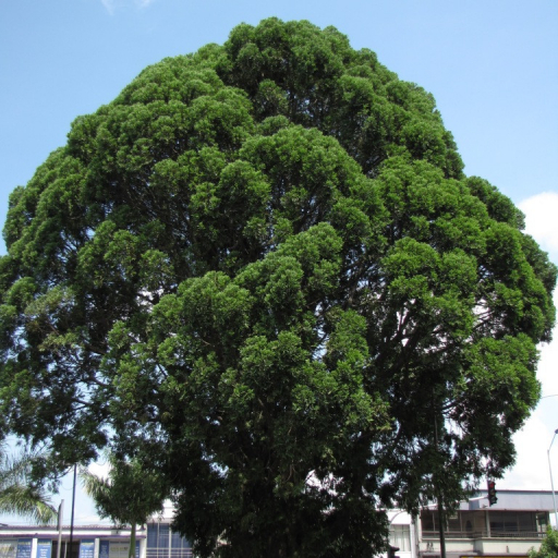 Retrophyllum Rospigliosii Plant Care & How to Grow, Water