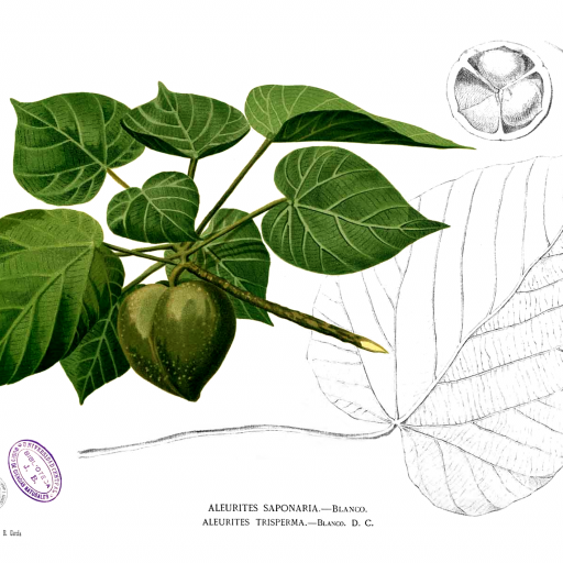 Philippine Tung (Reutealis Trisperma) Care Guide: Water, Soil ...