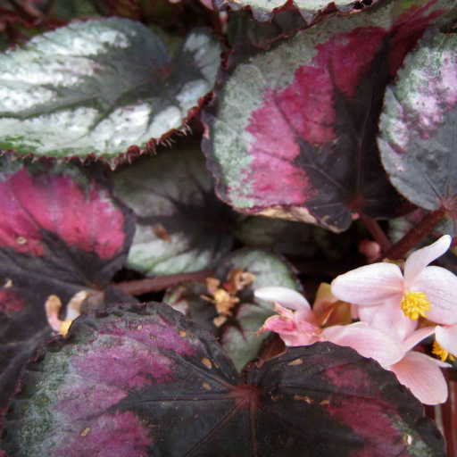 King Begonia (Rex Begonia) Plant Care & How to Grow, Water
