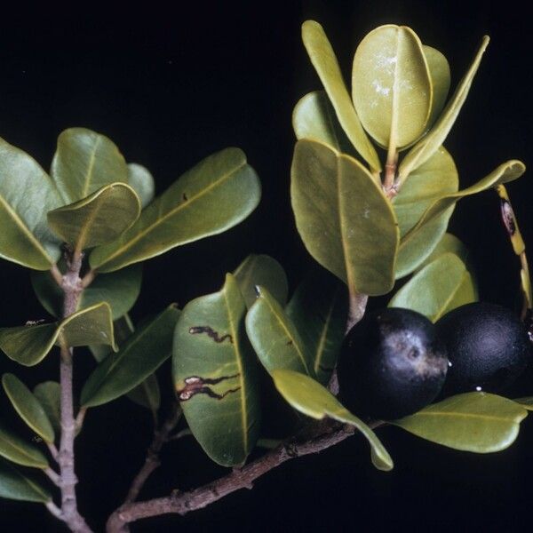 Red Ironwood (Reynosia Septentrionalis) Plant Care & How to Grow, Water