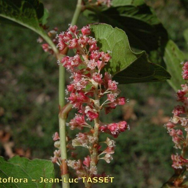 Japanese Knotweed (Reynoutria Compacta) Plant Care & How to Grow, Water