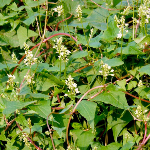 Tuber Fleeceflower (Reynoutria Multiflora) Plant Care & How to Grow, Water