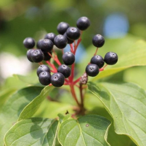 Common Buckthorn (Rhamnus Cathartica) Plant Care & How to Grow, Water