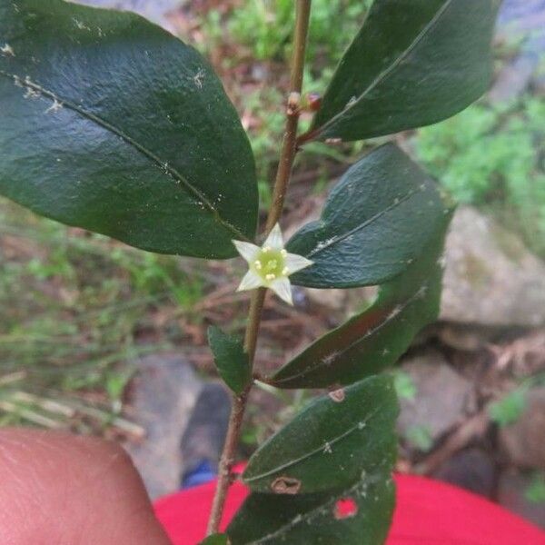 Rhamnus Diffusa Care Guide: Water, Soil & Propagation - Plantiary