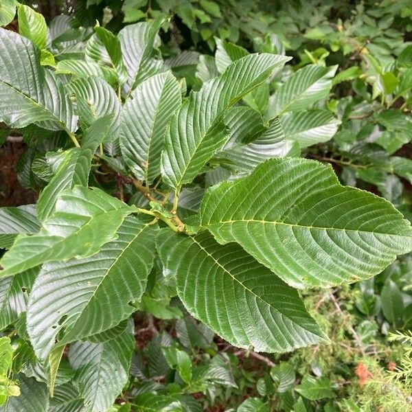 Rhamnus Fallax Plant Care & How to Grow, Water