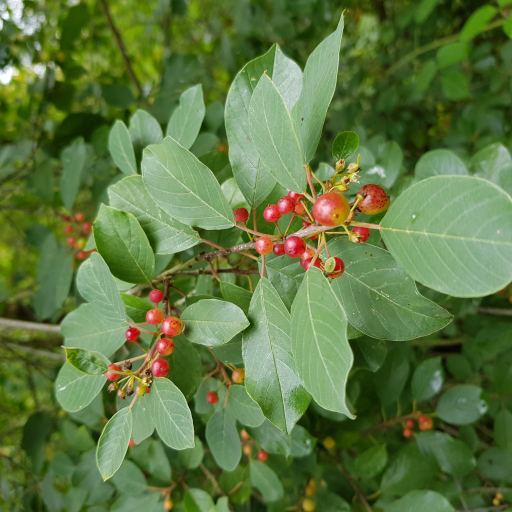 Rhamnus Frangula Plant Care & How to Grow, Water