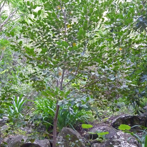 Rhamnus Glandulosa Plant Care & How to Grow, Water