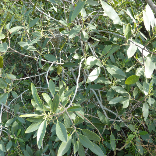 Rhamnus Integrifolia Care Guide: Water, Soil & Propagation - Plantiary