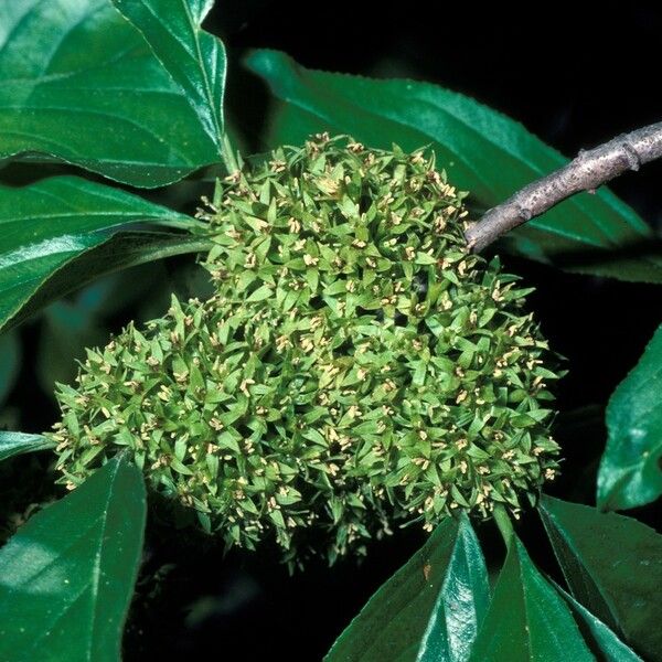 Japanese Buckthorn (Rhamnus Japonica) Plant Care & How to Grow, Water