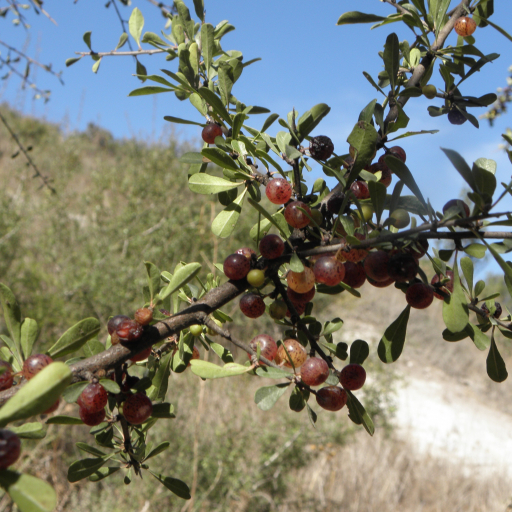 European Buckthorn (Rhamnus Lycioides) Plant Care & How to Grow, Water