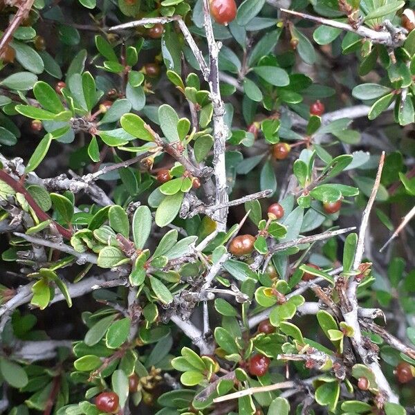 Olive Buckthorn (Rhamnus Oleoides) Plant Care & How to Grow, Water
