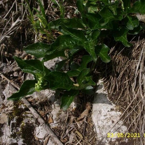 Dwarf Buckthorn (Rhamnus Pumila) Plant Care & How to Grow, Water