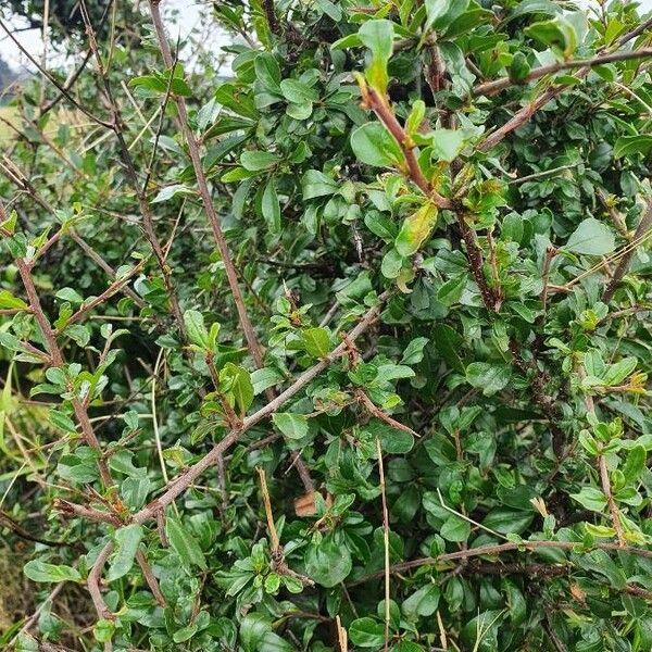 Rhamnus Staddo Care Guide: Water, Soil & Propagation - Plantiary