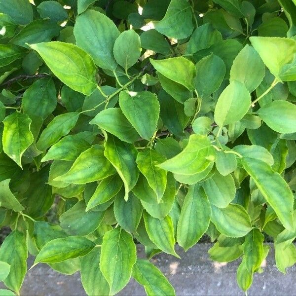 Chinese Buckthorn (Rhamnus Utilis) Plant Care & How to Grow, Water