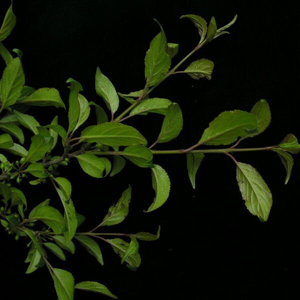 Cane Buckthorn (Rhamnus Virgata) Plant Care & How to Grow, Water