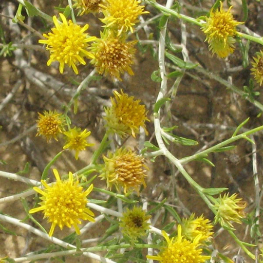 Arfaj (Rhanterium Epapposum) Plant Care & How to Grow, Water