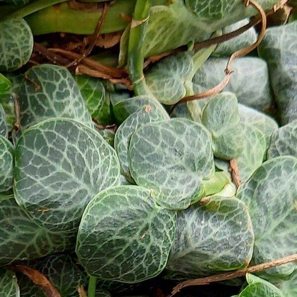 Shingle (Rhaphidophora Cryptantha) Plant Care & How to Grow, Water