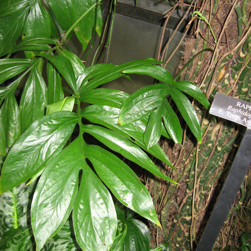 Dragon Tail (Rhaphidophora Decursiva) Plant Care & How to Grow, Water