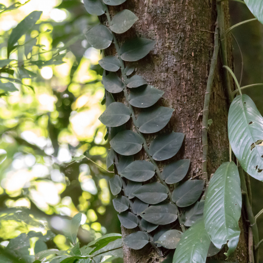 Shingle (Rhaphidophora Hayi) Plant Care & How to Grow, Water