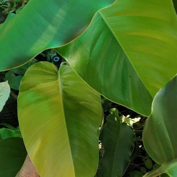 Rhaphidophora Megaphylla Care Guide: Water, Soil & Propagation - Plantiary