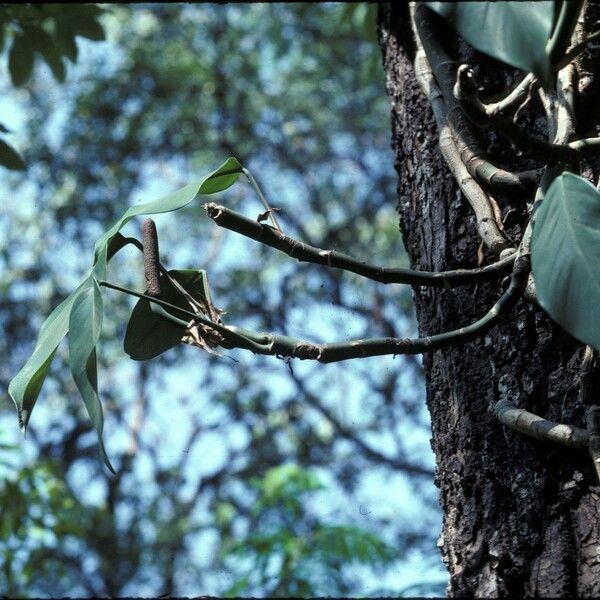 Rhaphidophora Peepla Plant Care & How to Grow, Water