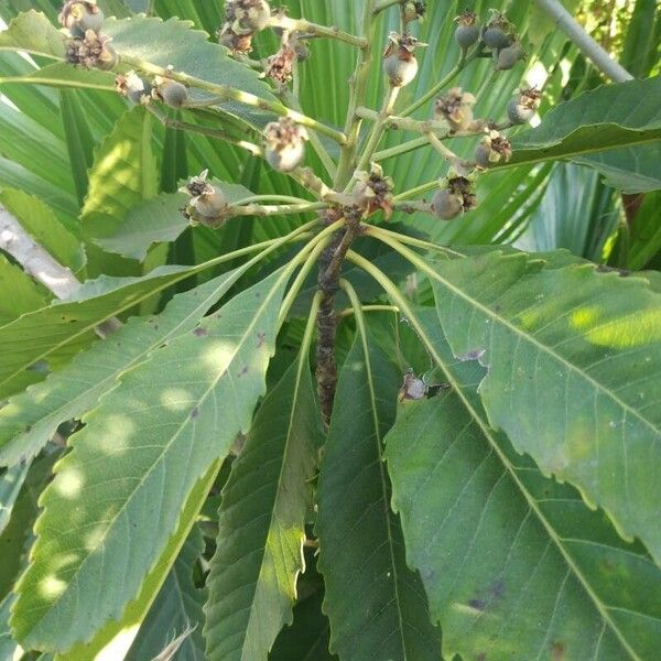 Bronze Loquat (Rhaphiolepis Deflexa) Plant Care & How to Grow, Water