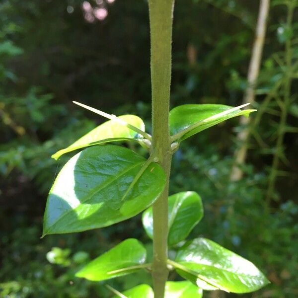 Prickly Myrtle (Rhaphithamnus Spinosus) Plant Care & How to Grow, Water