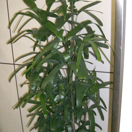 Lady Palm (Rhapis Excelsa) Plant Care & How to Grow, Water
