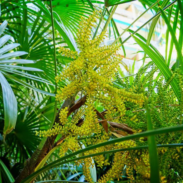 Reed Rhapis (Rhapis Humilis) Plant Care & How to Grow, Water