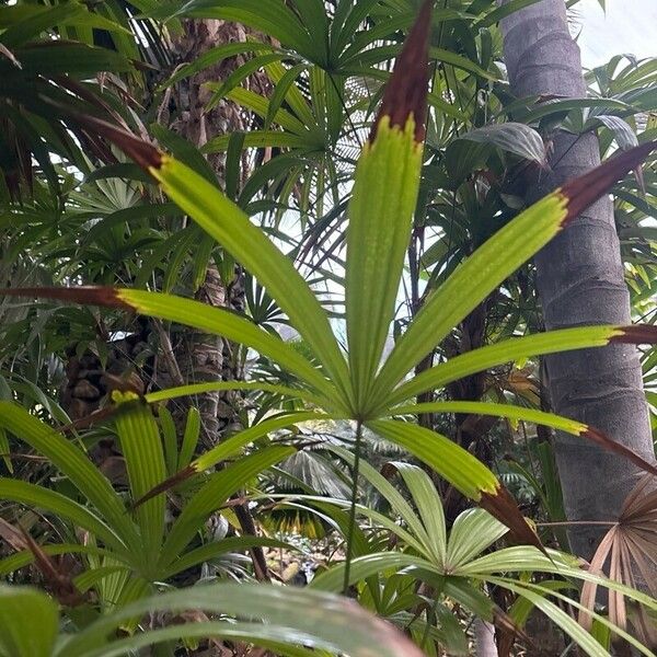 Rhapis Laosensis Plant Care & How to Grow, Water