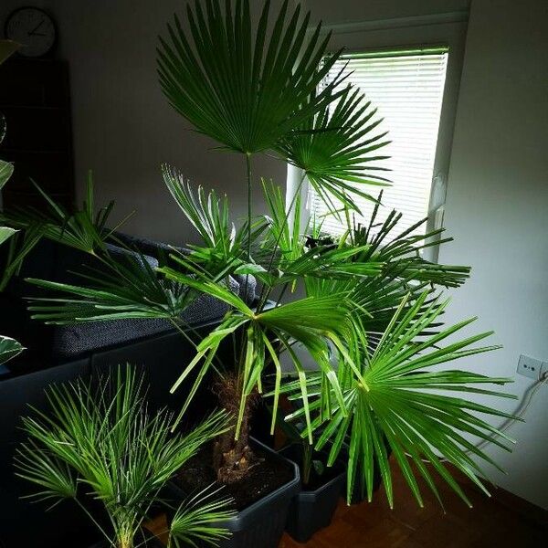 Rhapis Multifida Plant Care & How to Grow, Water