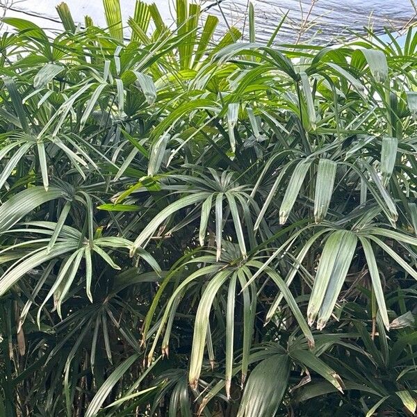 Rhapis Subtilis Plant Care & How to Grow, Water