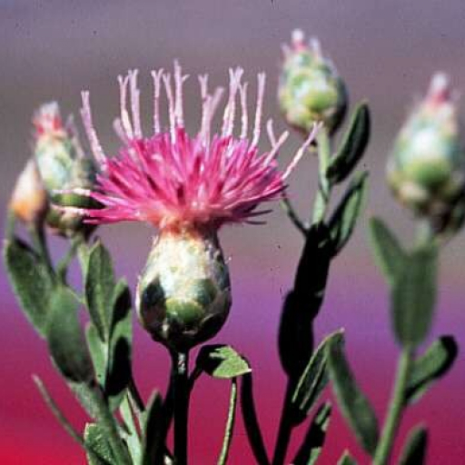 Russian Knapweed (Rhaponticum Repens) Plant Care & How to Grow, Water