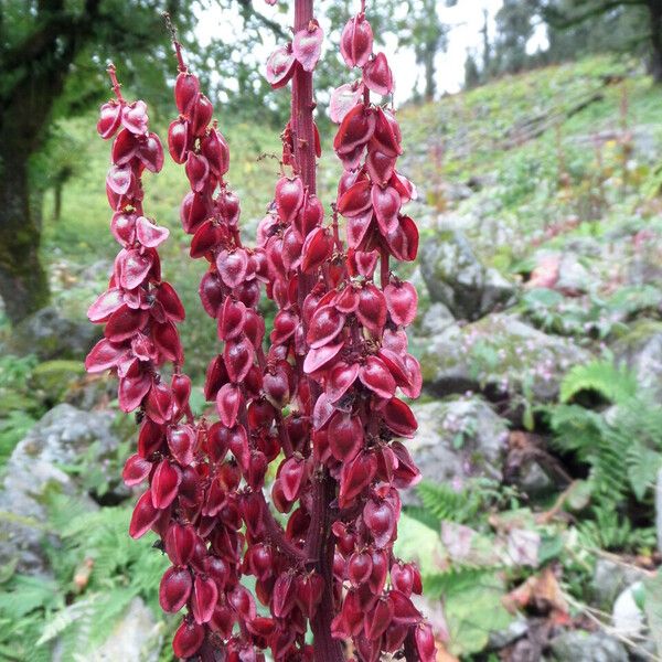 Himalayan Rhubarb (Rheum Acuminatum) Plant Care & How to Grow, Water