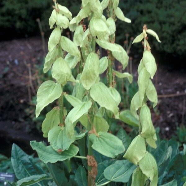 Alexander's Rhubarb (Rheum Alexandrae) Care Guide: Water, Soil ...