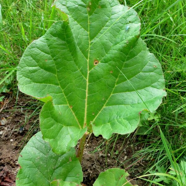 Rheum Macrocarpum Care Guide: Water, Soil & Propagation - Plantiary