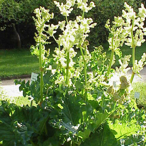 Chinese Rhubarb (Rheum Officinale) Plant Care & How to Grow, Water