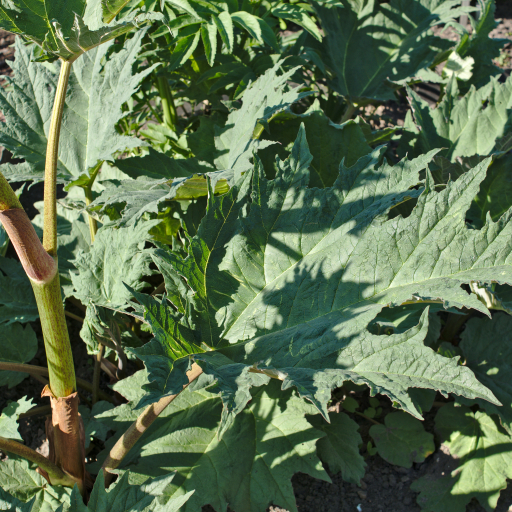 Chinese Rhubarb (Rheum Palmatum) Plant Care & How to Grow, Water