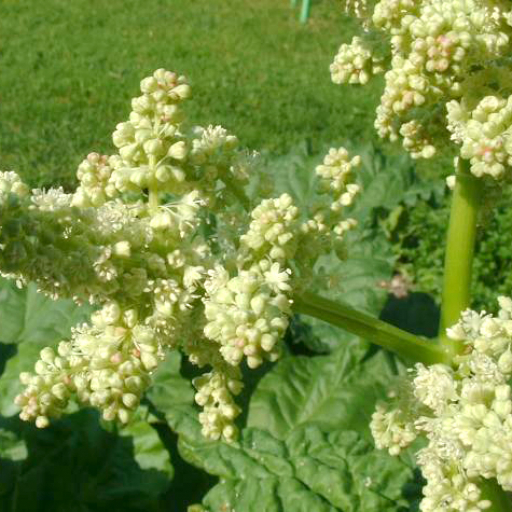 False Rhubarb (Rheum Rhaponticum) Plant Care & How to Grow, Water