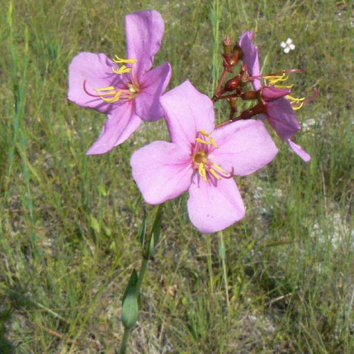 Savannah Meadow-Beauty (Rhexia Alifanus) Plant Care & How to Grow, Water