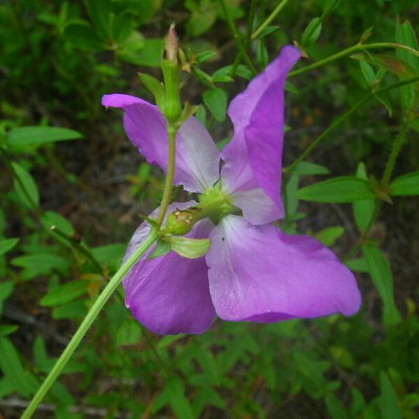 West Indian Meadowbeauty (Rhexia Cubensis) Care Guide: Water, Soil ...