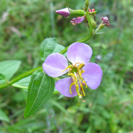 Handsome Harrry (Rhexia Virginica) Plant Care & How to Grow, Water