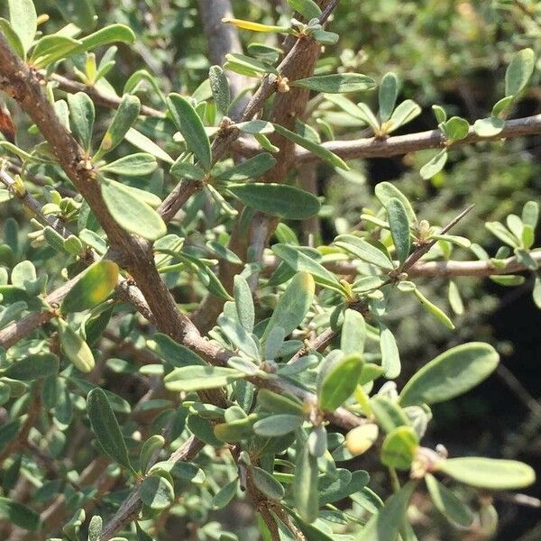 Yellow Pomegranate (Rhigozum Obovatum) Plant Care & How to Grow, Water