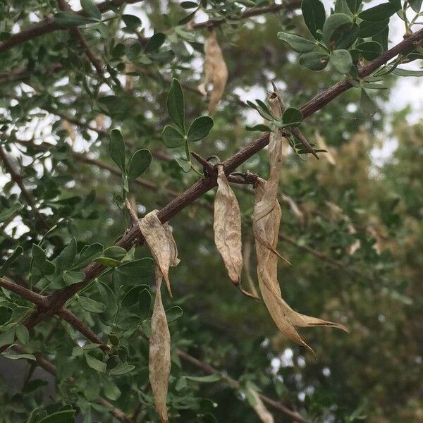 Mopane Yellowthorn (Rhigozum Zambesiacum) Plant Care & How to Grow, Water