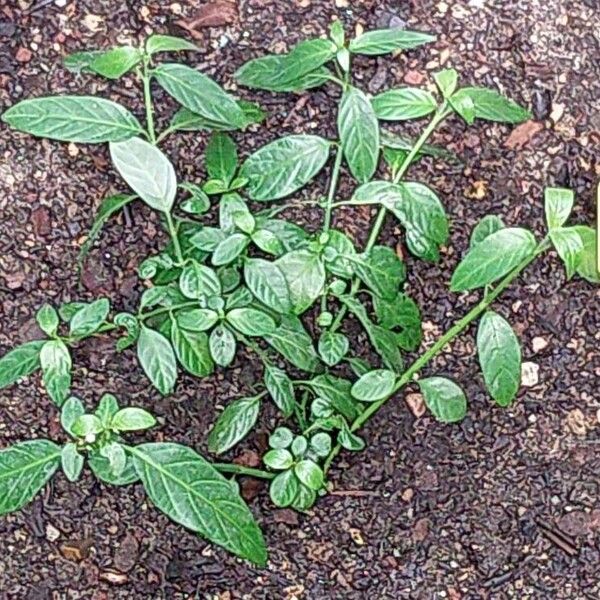 Rhinacanthus Gracilis Care Guide: Water, Soil & Propagation - Plantiary