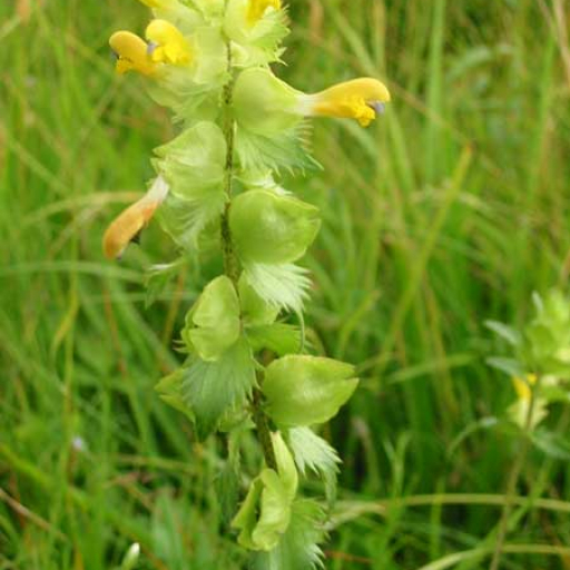 Greater Yellow Rattle (Rhinanthus Angustifolius) Plant Care & How to ...