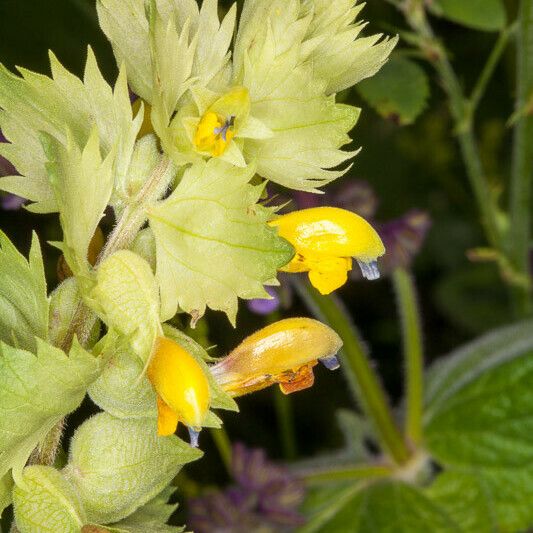 Freyn's Rattle (Rhinanthus Freynii) Plant Care & How to Grow, Water
