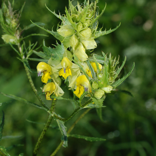 Aristate Yellow-Rattle (Rhinanthus Glacialis) Plant Care & How to Grow ...