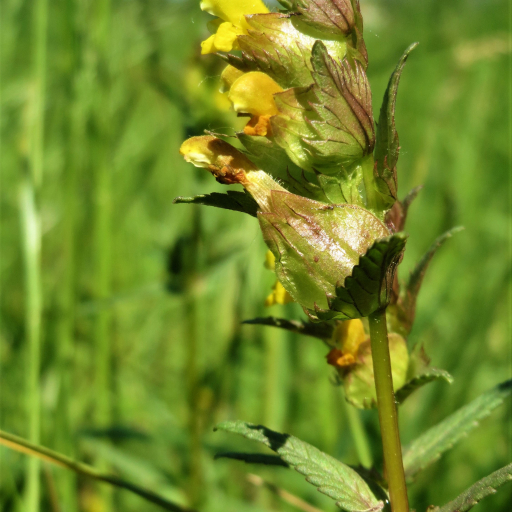 Arctic Rattlebox (Rhinanthus Minor) Plant Care & How to Grow, Water
